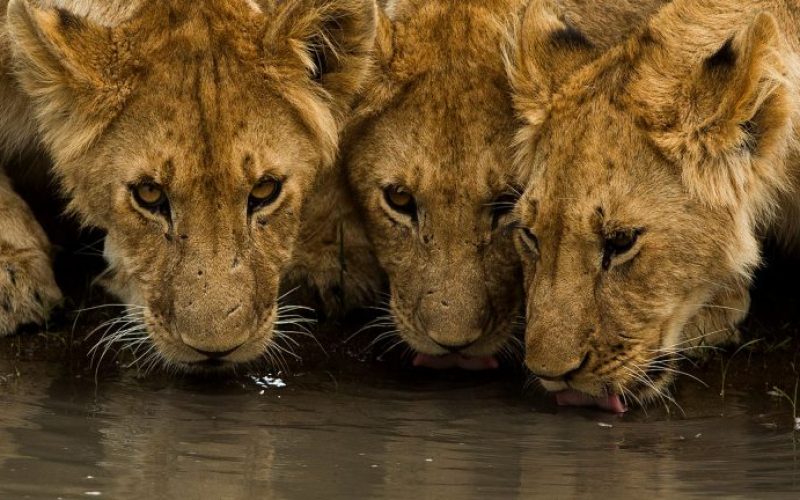 Kenya Multi-destination Safaris – JohnBow Tours and Travel